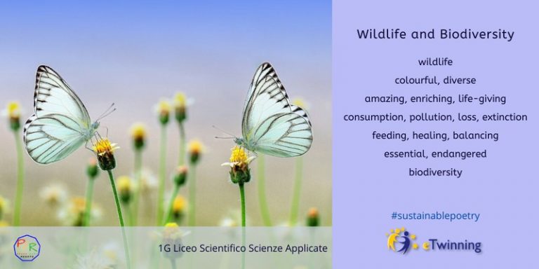 Diamante poems – Sustainable Poetry